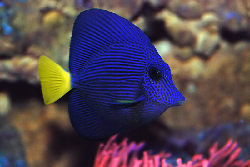 Marine (Saltwater) Fish – Aqua Dreams