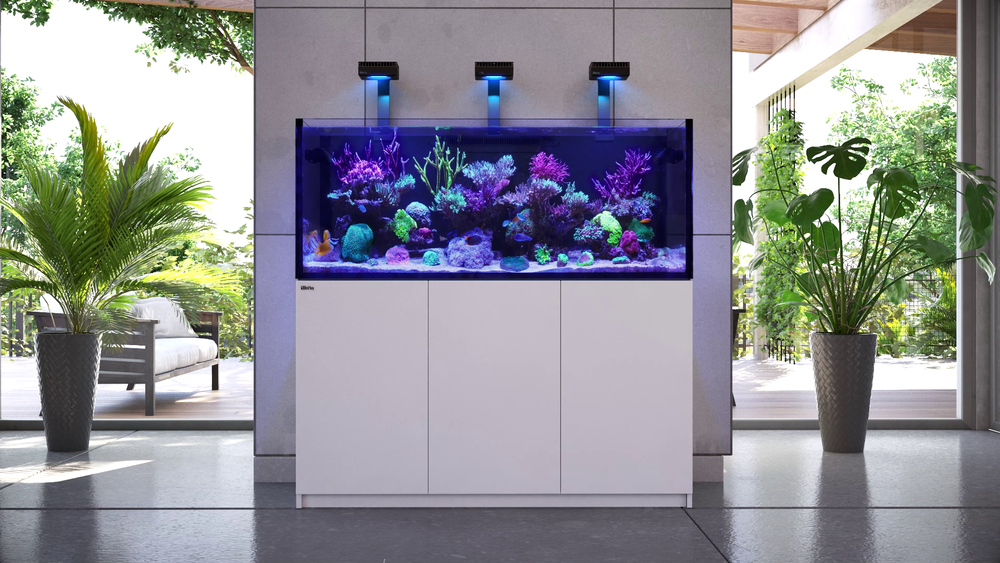 Collections – Aqua Dreams